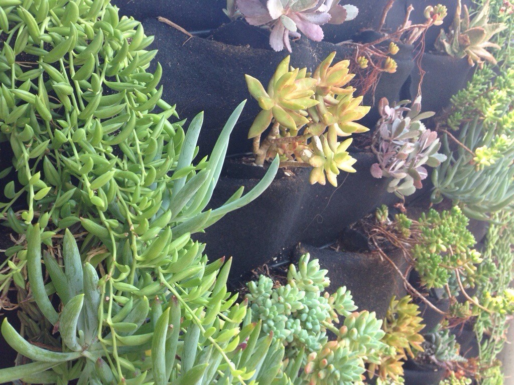 Pocket planter sighting with succulents - Oh The Places You'll Grow