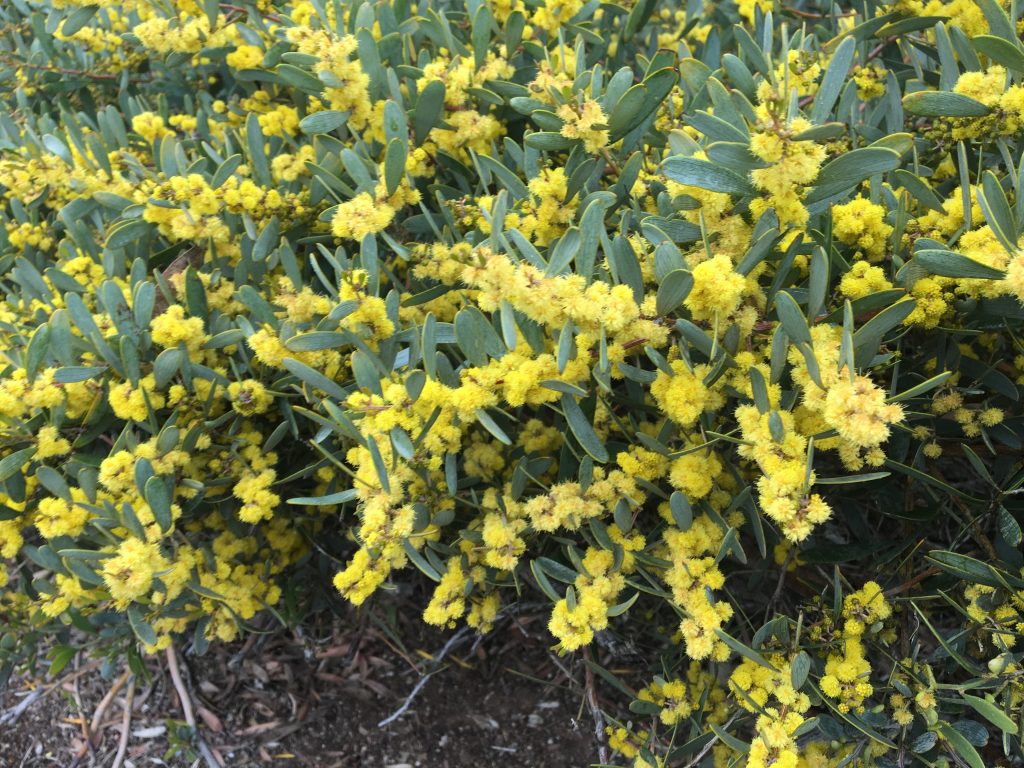 Let’s learn about some awesome plants - Dwarf Coyote Brush - Oh The ...